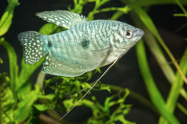 Ψάρια Pearl Gourami – Γκουράμια, Μέγεθος, Φροντίδα, Διατροφή